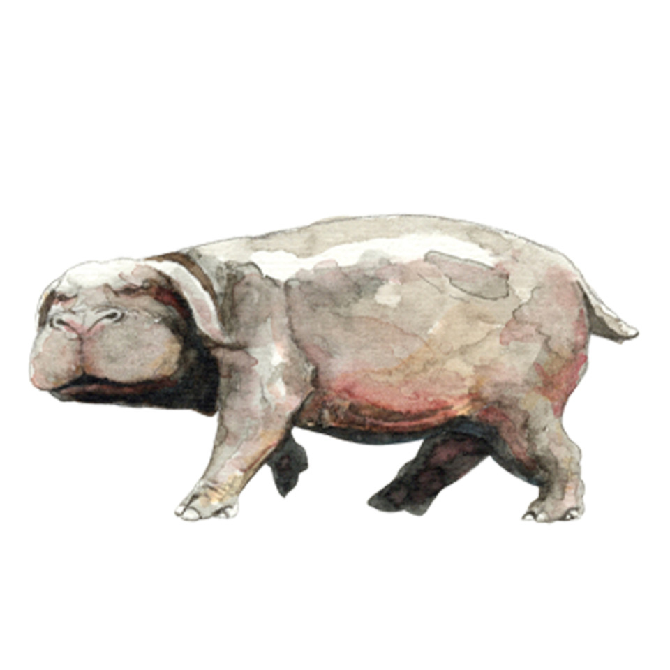 禍々しくも愛らしい、SFクリーチャー図鑑。グローグー、ダート、サンドワームetc. | ブルータス| BRUTUS.jp