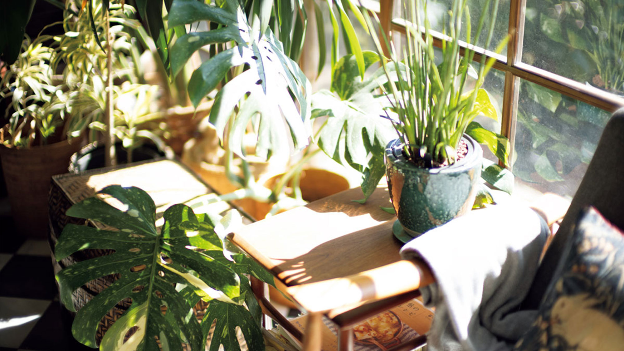 植物が作る「小さな宇宙」が愛おしい。写真家・上田義彦と植物 | ブルータス| BRUTUS.jp